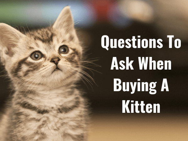79 Top Best Questions To Ask When Buying A Kitten